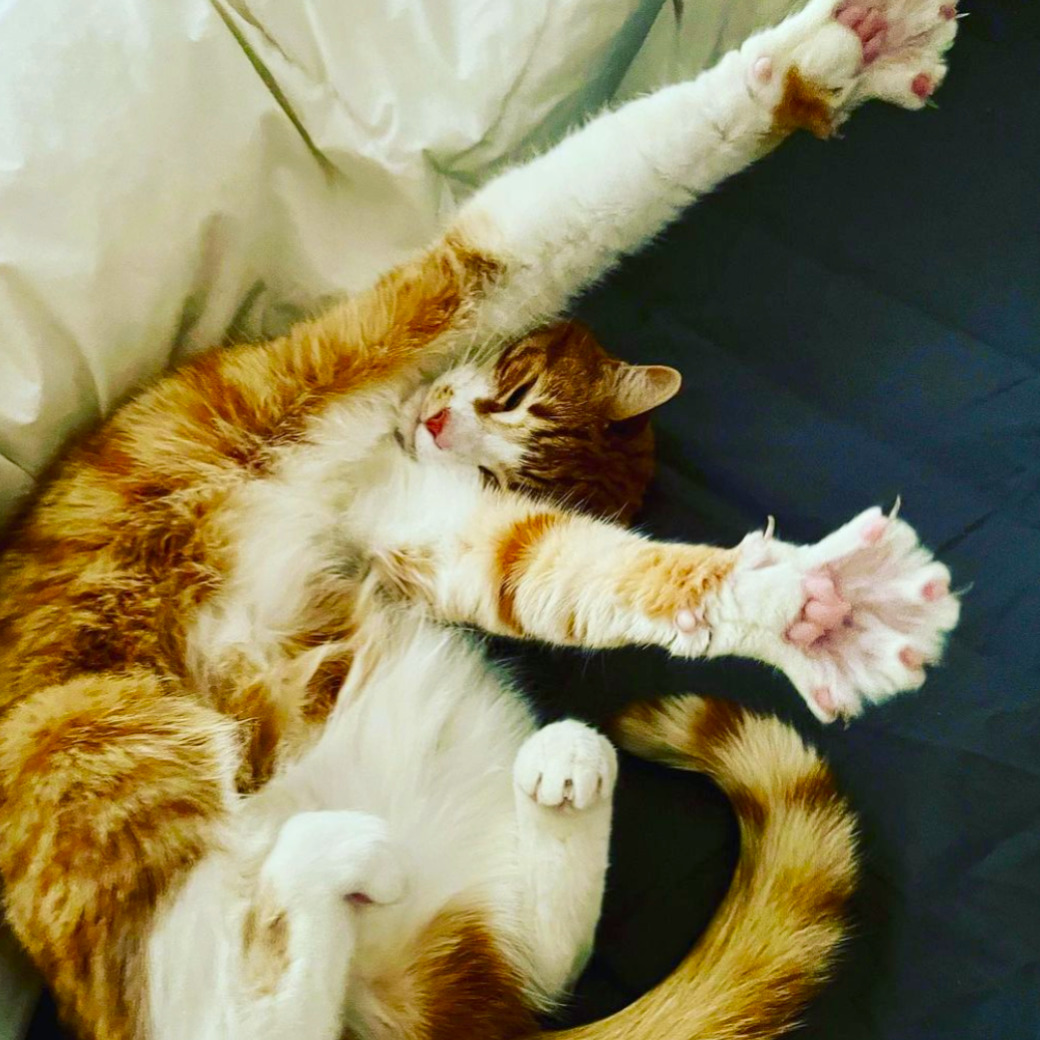 Kitty & Caboodle | Cat Sitting Service | Trusted and reliable | North ...